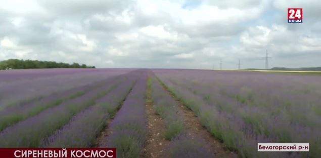 Учёные Крыма предлагают фермерам новый сорт лаванды - Лента новостей Крыма