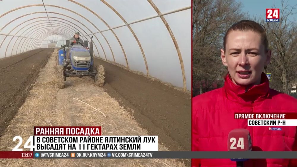 В Советском районе ялтинский лук высадят на одиннадцати гектарах земли ...